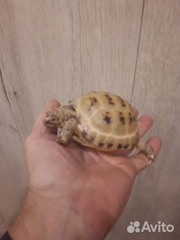 Степная черепаха