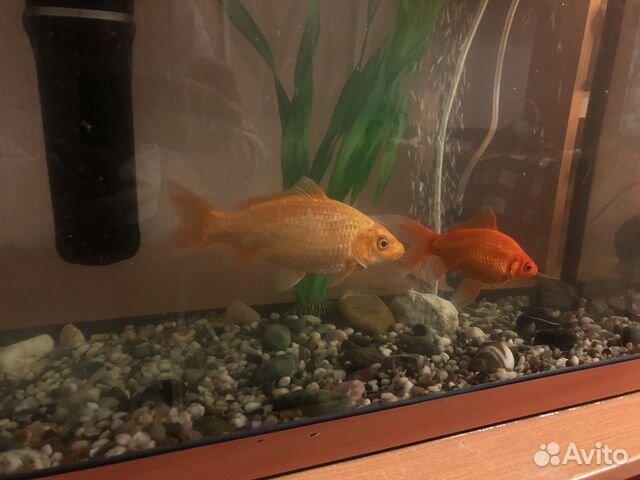 Золотые рыбки ищут новых хозяев