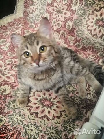 Котик