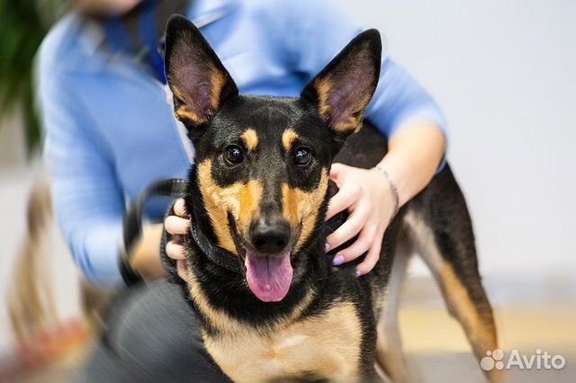 Собака в добрые руки