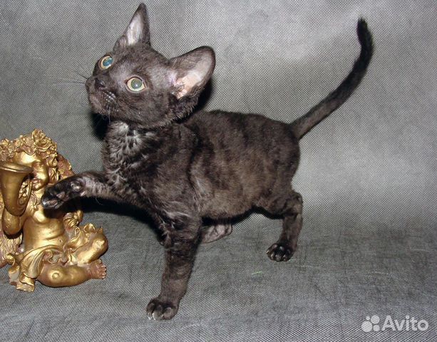 Самый любимый уральский рекс