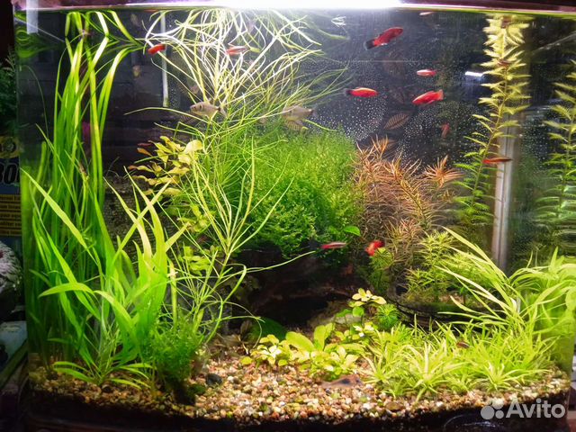 Прополка аквариумная