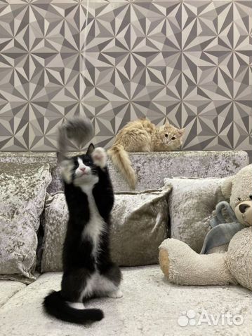 Котята, мальчики 4 мес