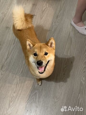 Вязка кобель сиба ину
