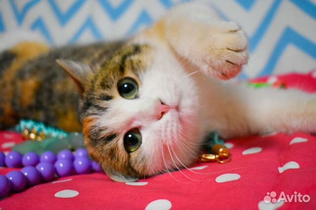 Котенок Мурёна трёхцветная стерилизованная