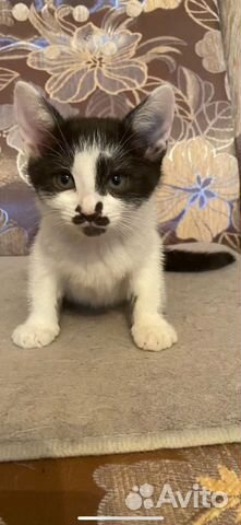 Котенок девочка малышка