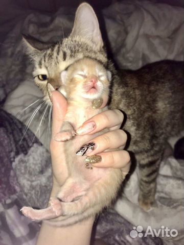 Кошка Кишка