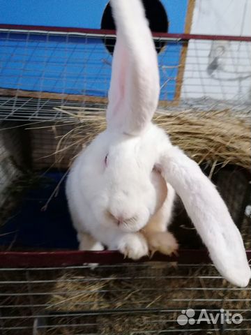 Кролики породы фландр ризен