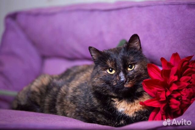 Космическая кошечка Котя в поисках дома