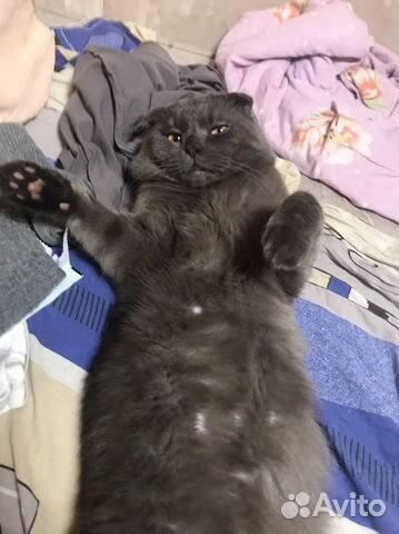 Шотландский кот вязка
