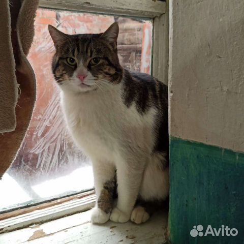 Котик в добрые руки