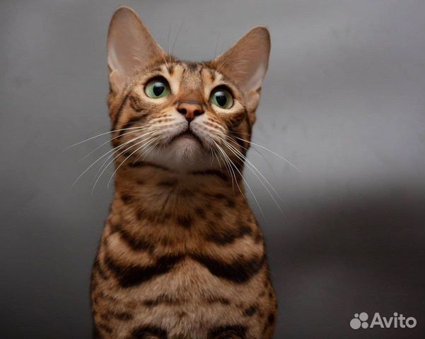 Зеленоглазая молодая бенгалка ищет дом