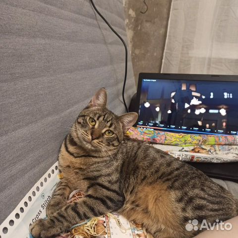 Спасите тигренка