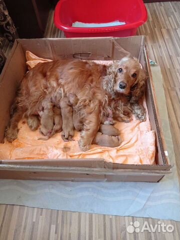 Резервация щенков