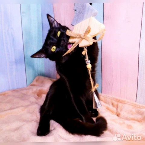 Котёнок девочка чёрного окраса в дар