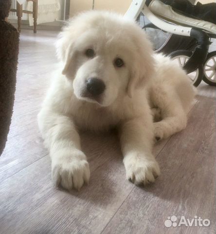 Продаю щенка Польской-Подгалянской-овчарки