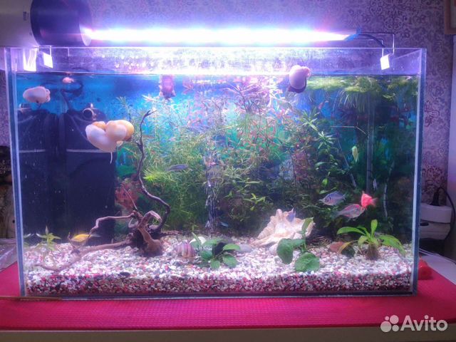 Аквариум с рыбками