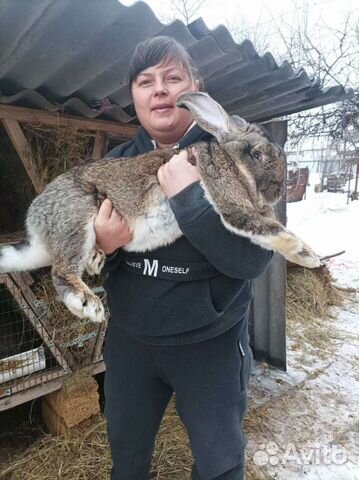 Кролики породы фландр