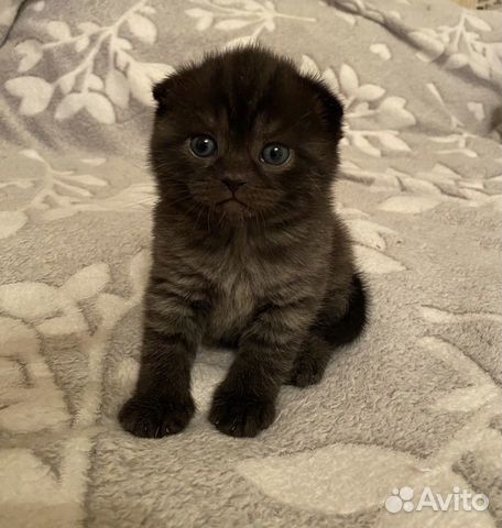 Шотланский вислоухий котенок