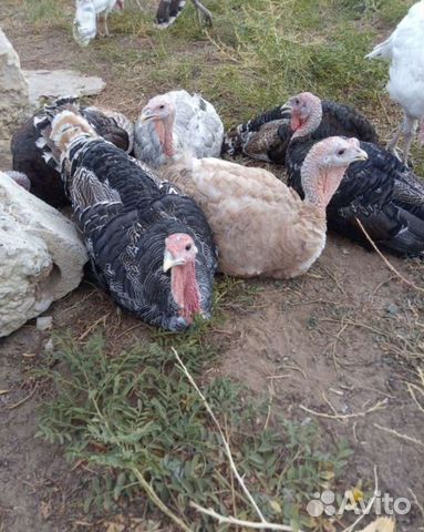 Индюки индюшки индейки