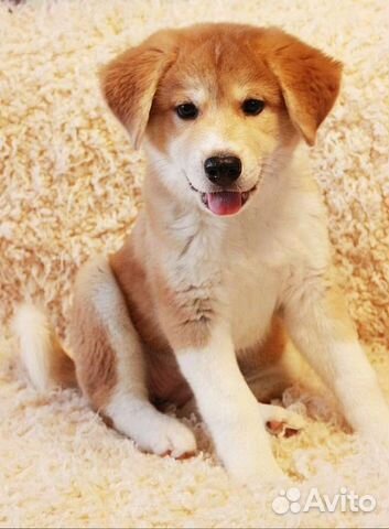 Щенок Акит-ину(метис) в добрые руки