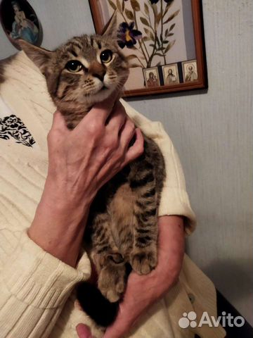 Котёнок Васька 7 месяцев (кот)