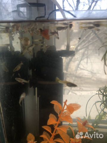 Аквариумные рыбки гуппи