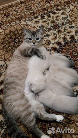 Продаю котят