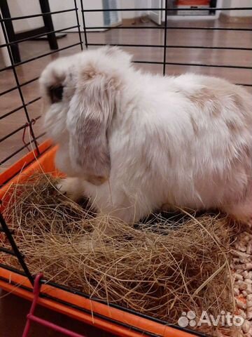 Кролик декоративный вислоухий баран
