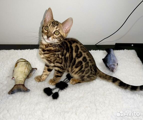 Бенгальские котята