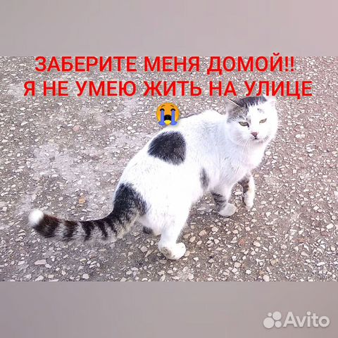 Брошенный котик,не приспособленный к выживанию нм
