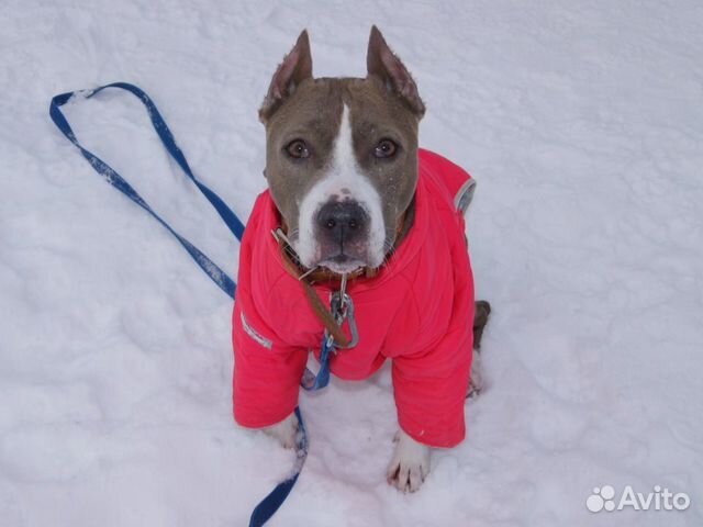 Стафтерьер Тасмания бесплатно