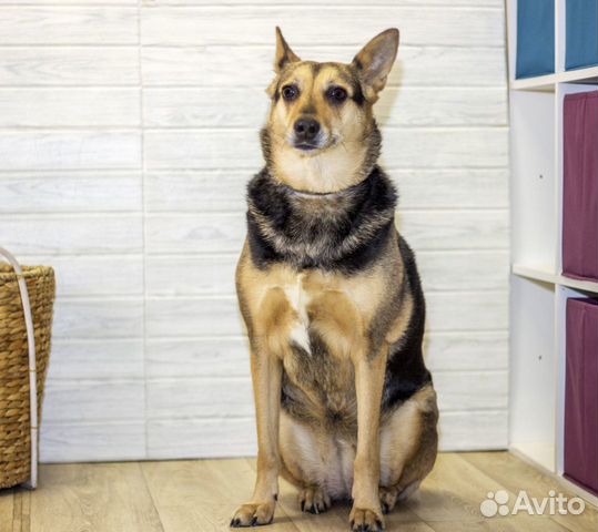 Взрослая собака ищет дом