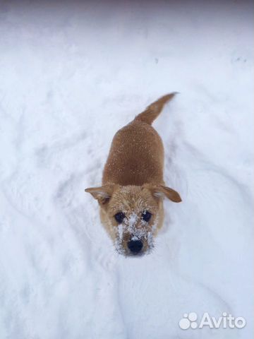 Щенок девочка