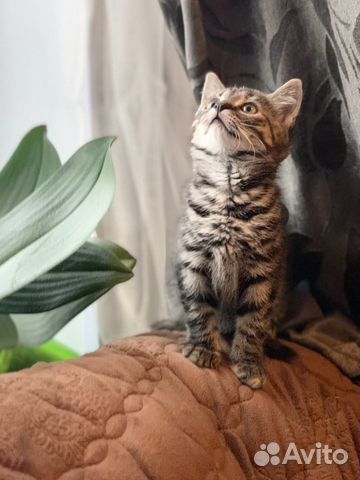 Котенок