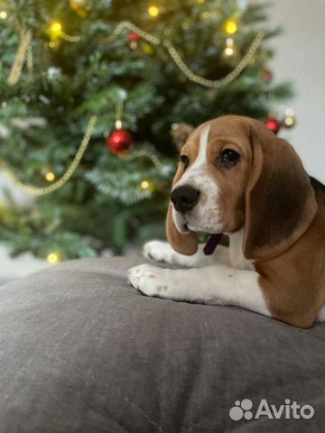 Собака бигль