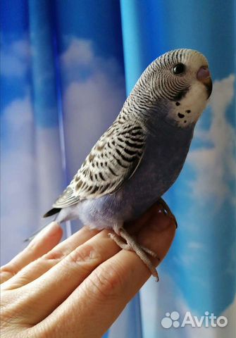 Большая Клетка с птицами