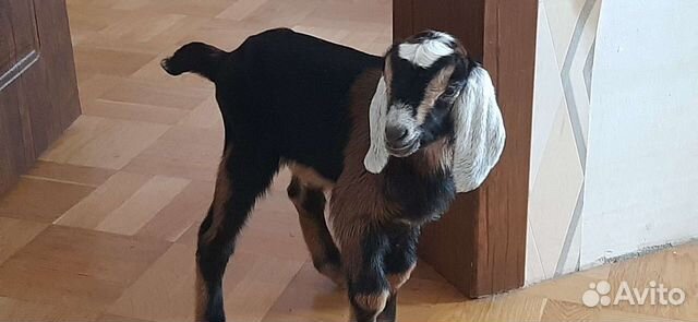 Козлик нубийский