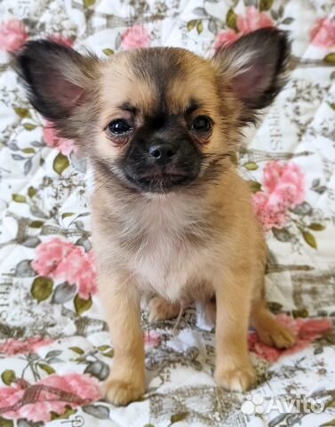 Мальчик Чихуахуа д.р. 10.11.21 Очаровашка
