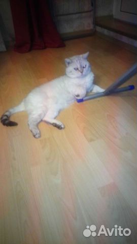 Британские котята