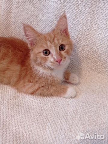 Рыжий котенок в добрые руки