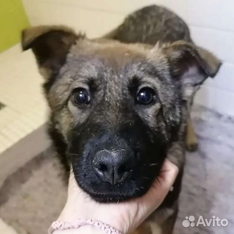 Малыш Дик. У него полтора дня
