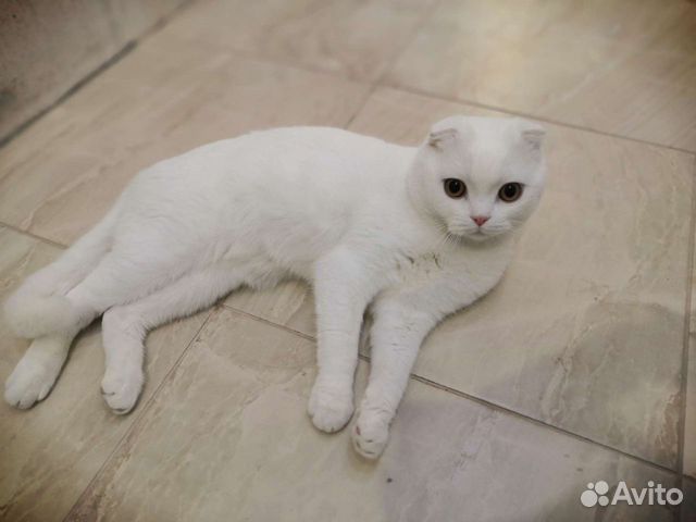 Белый шотландский вислоухий кот Вязка