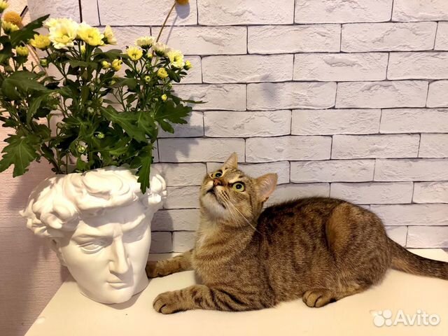 Кошка Бритни ищет любящий дом