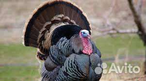 Продаю индюки
