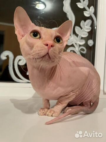 Донской сфинкс вязка