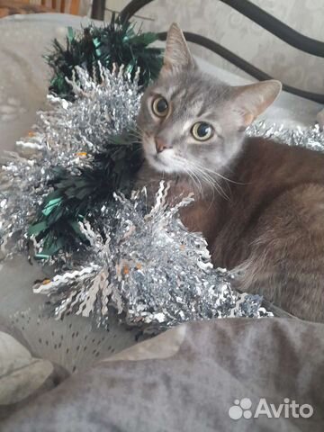 Кот
