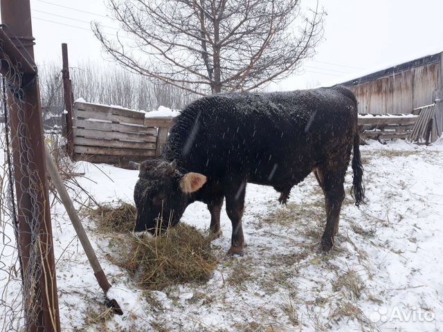 Бык костромской породы