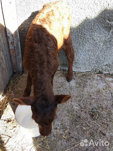 Домашние животные