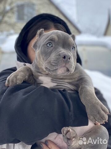 Американский булли мальчик